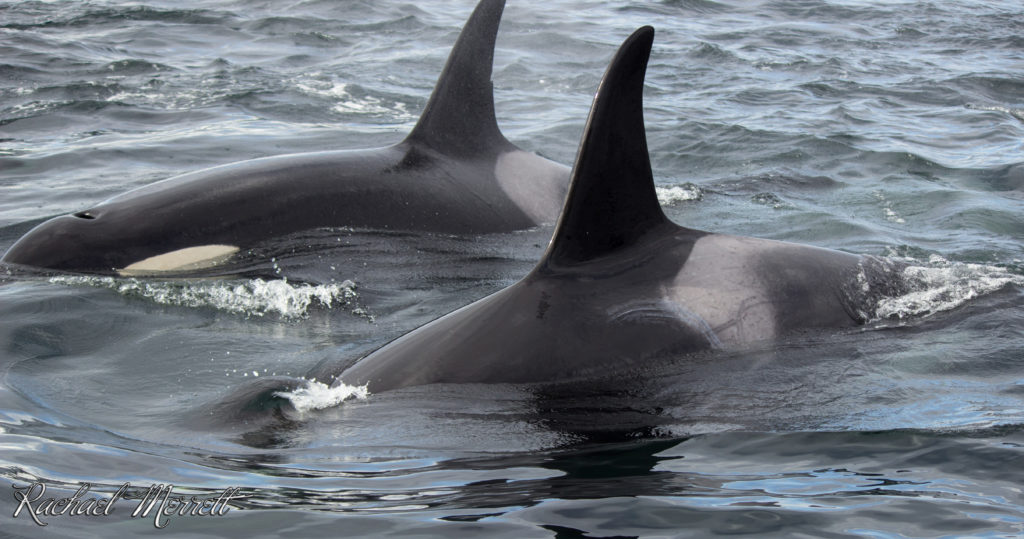 Orca Facts - Did you know? • Georgia Strait AllianceGeorgia Strait Alliance