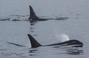 Orca Facts - Did you know? • Georgia Strait AllianceGeorgia Strait Alliance