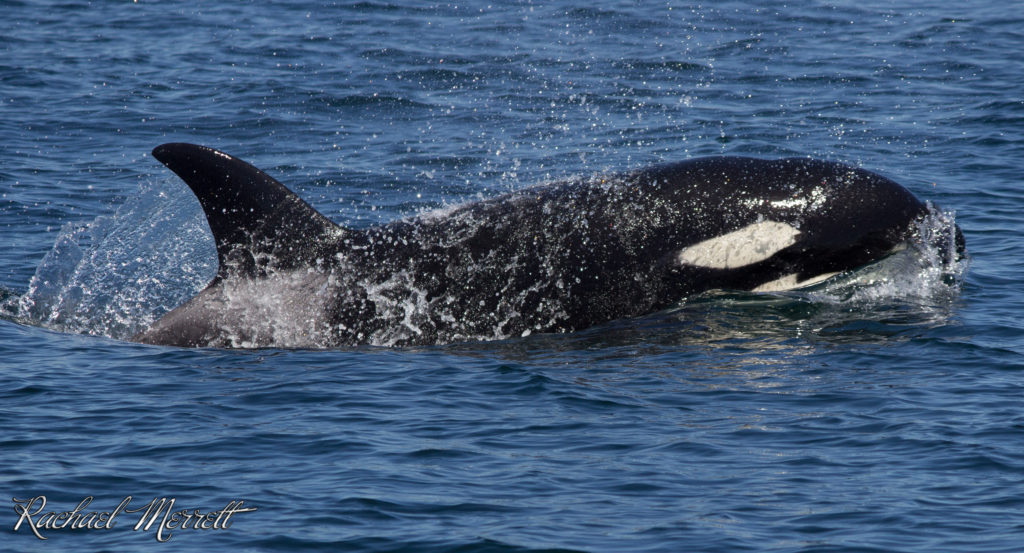 Orca Facts - Did you know? • Georgia Strait AllianceGeorgia Strait Alliance