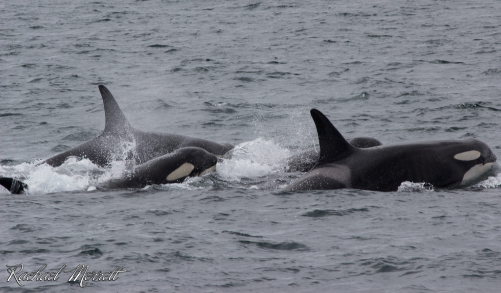 Orca Facts - Did you know? • Georgia Strait AllianceGeorgia Strait Alliance