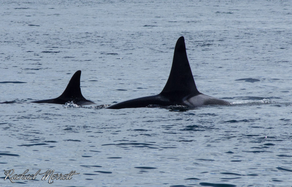 Orca Facts - Did you know? • Georgia Strait AllianceGeorgia Strait Alliance