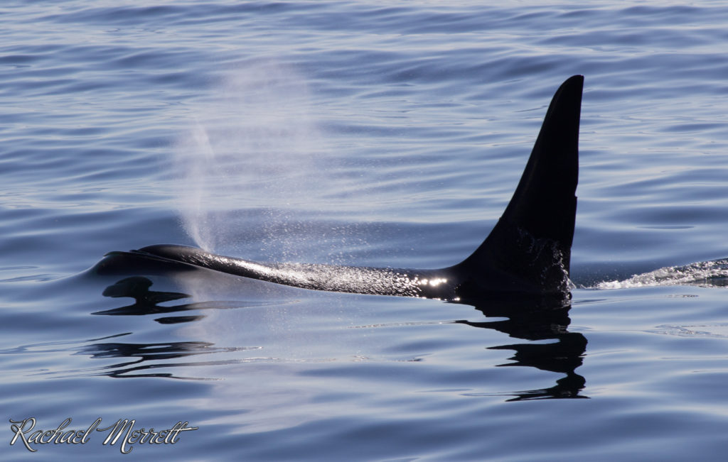 Orca Facts - Did you know? • Georgia Strait AllianceGeorgia Strait Alliance