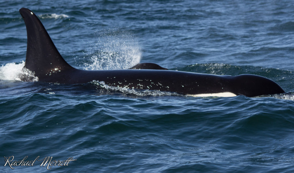 Orca Facts - Did you know? • Georgia Strait AllianceGeorgia Strait Alliance