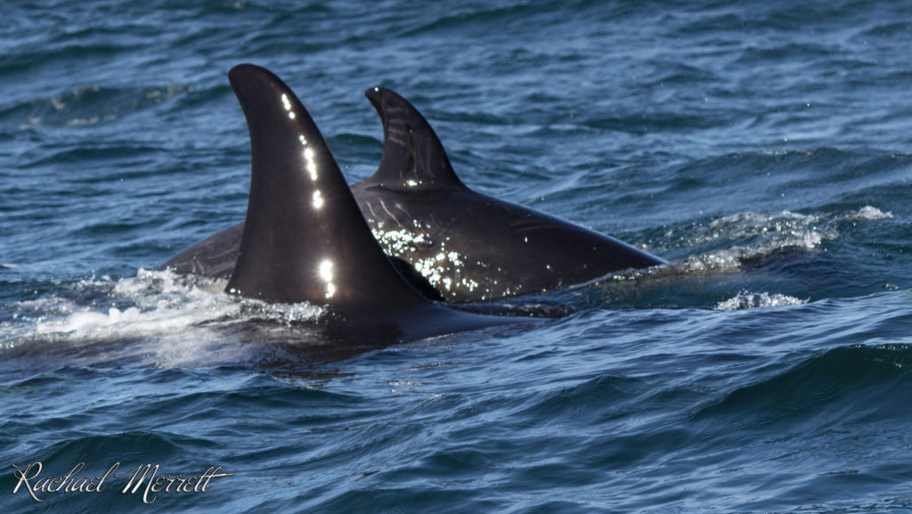 Orca Facts - Did you know? • Georgia Strait AllianceGeorgia Strait Alliance