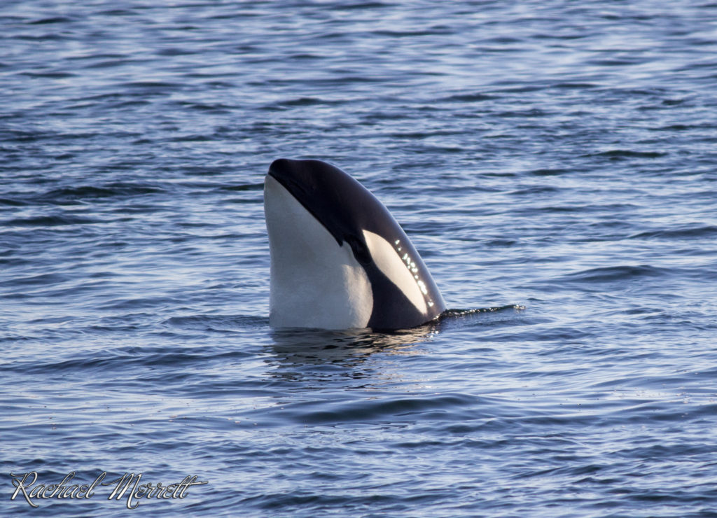 Orca Facts - Did you know? • Georgia Strait AllianceGeorgia Strait Alliance