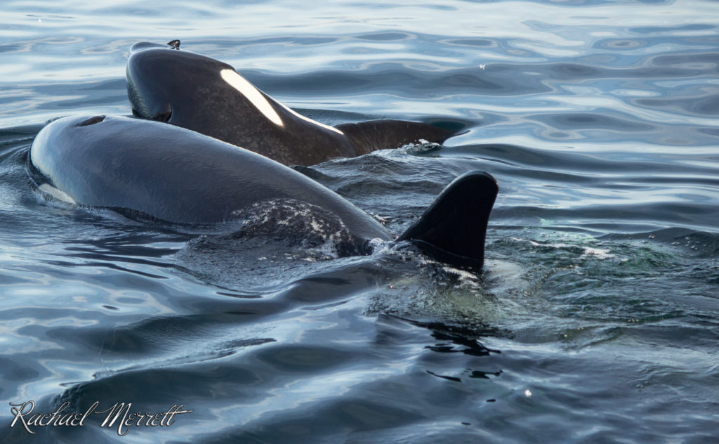 Orca Facts - Did you know? • Georgia Strait AllianceGeorgia Strait Alliance
