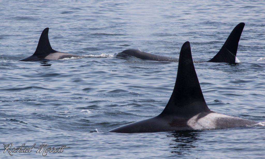 Orca Facts - Did you know? • Georgia Strait AllianceGeorgia Strait Alliance