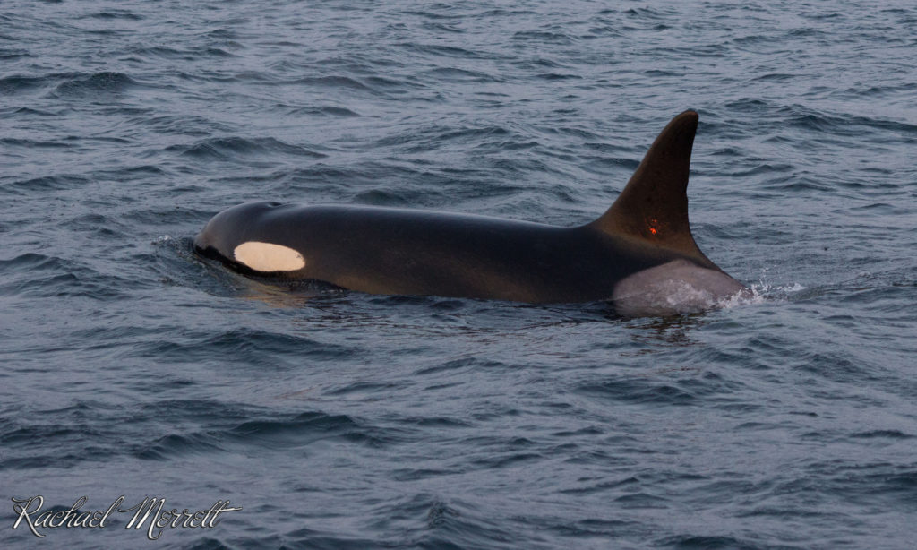 Orca Facts - Did you know? • Georgia Strait AllianceGeorgia Strait Alliance