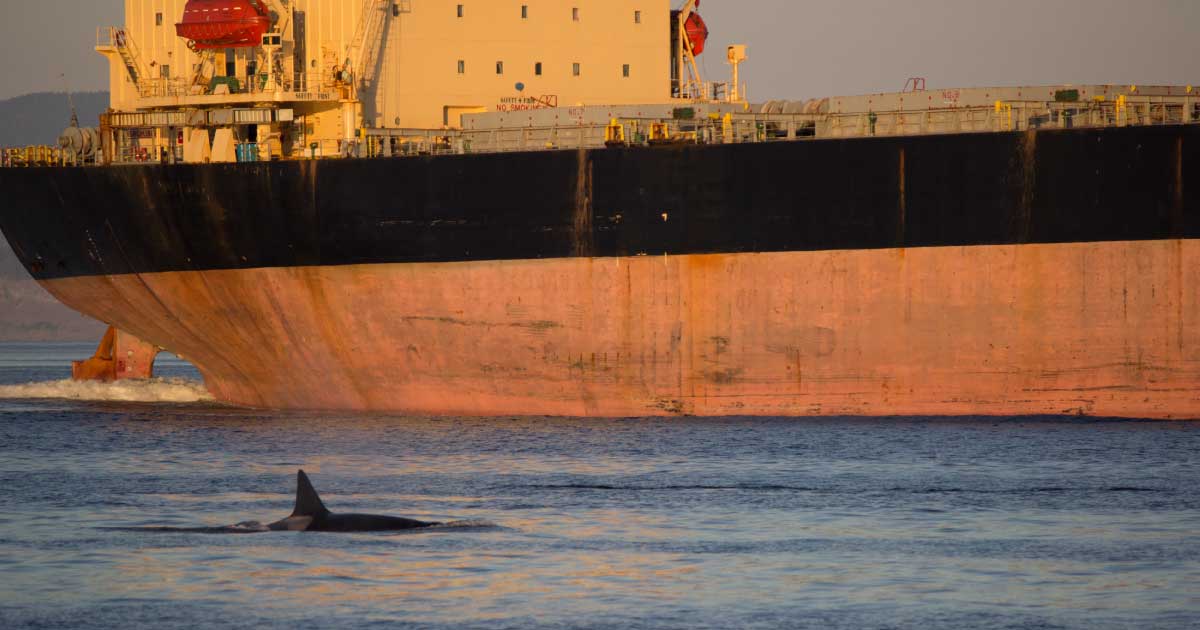 Orcas are Drowning in Noise • Georgia Strait AllianceGeorgia Strait ...
