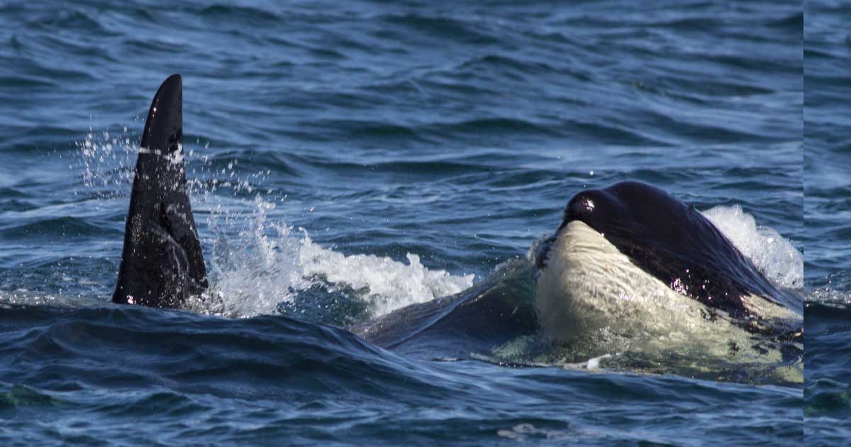 Southern Resident Orcas • Georgia Strait AllianceGeorgia Strait Alliance