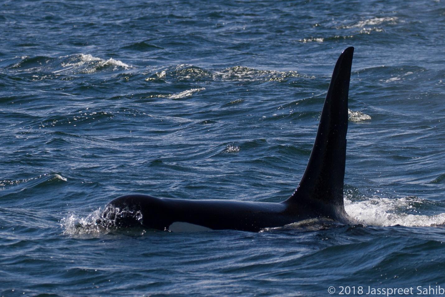 The Whale Guru • Georgia Strait AllianceGeorgia Strait Alliance