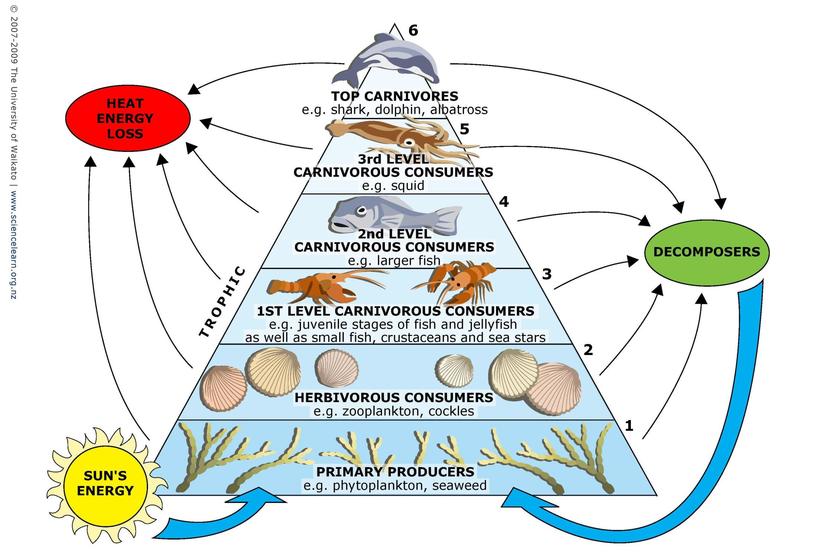 Apex Predators And A Healthy Planet Georgia Strait AllianceGeorgia Apex Predators And A Healthy Planet Georgia Strait AllianceGeorgia