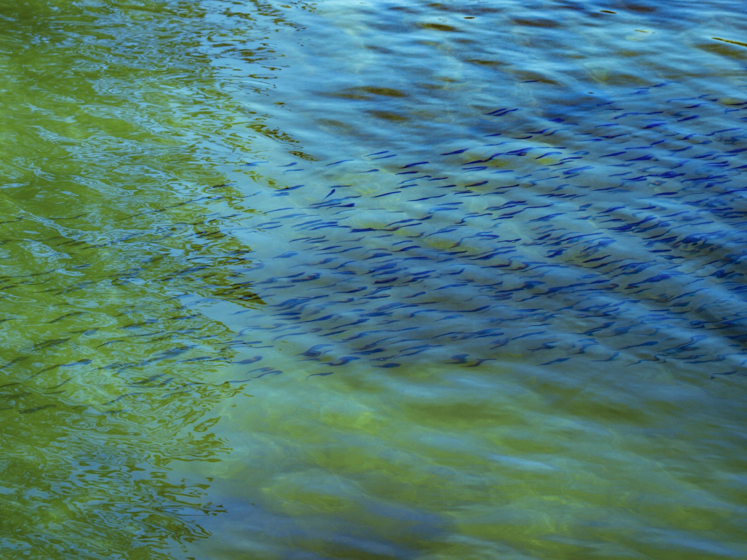 Gallery: #LoveTheSalishSea 2021 Photo Contest • Georgia Strait ...