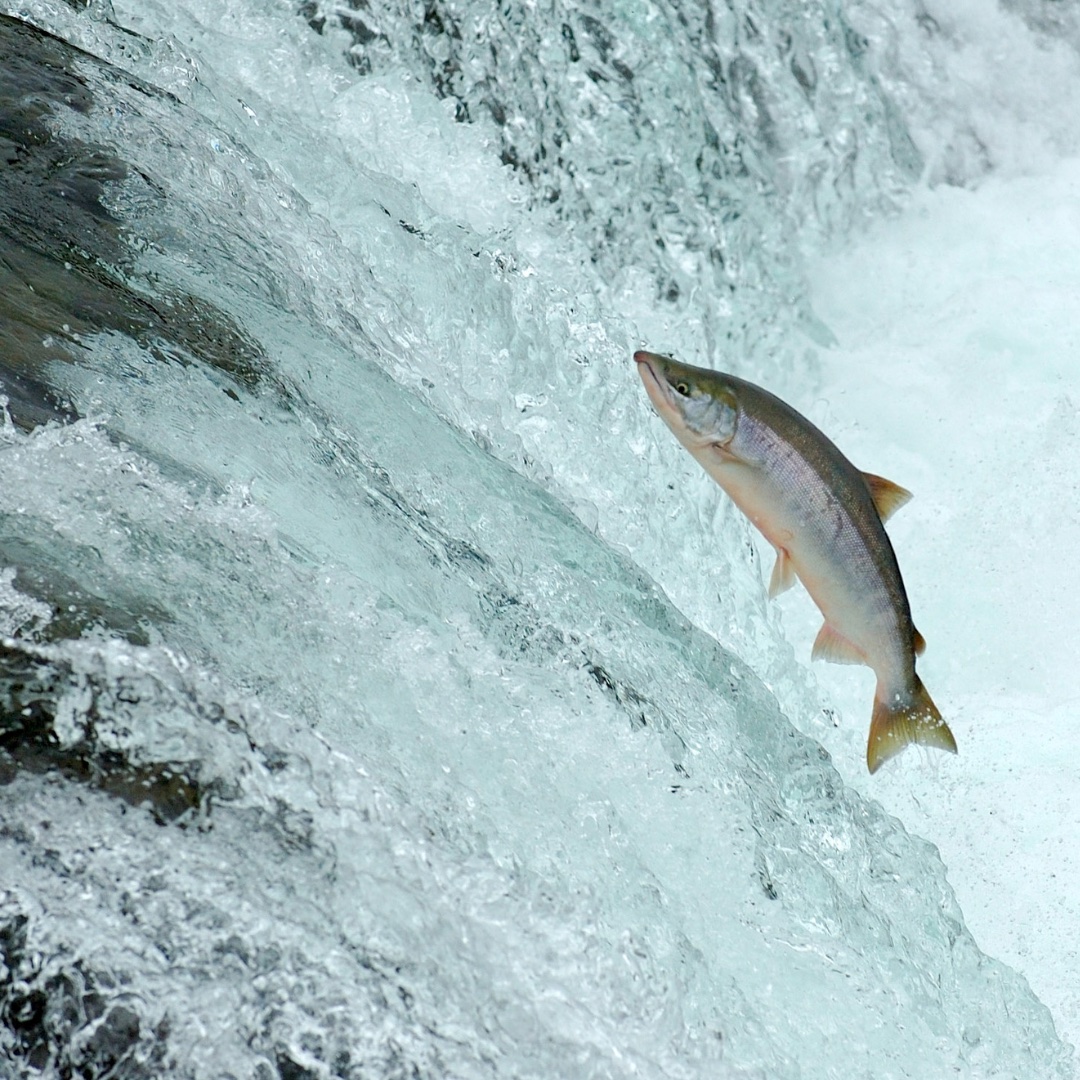 GSA responds to DFO Minister renewing BC fish farm licences for two ...