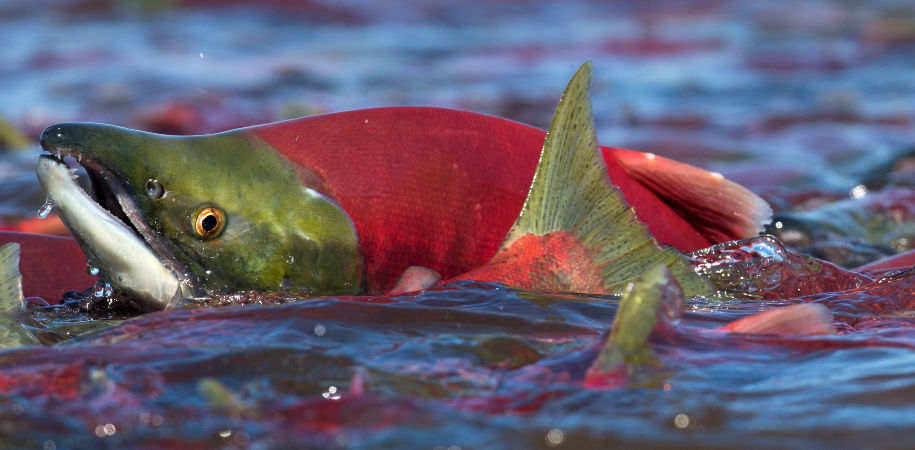 Home • Georgia Strait AllianceGeorgia Strait Alliance