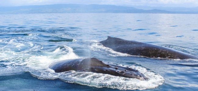 Be whale wise • Georgia Strait AllianceGeorgia Strait Alliance